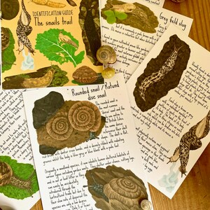 Slugs & Snails Wildlife Identification Cards / Booklet, Snail Unit ...