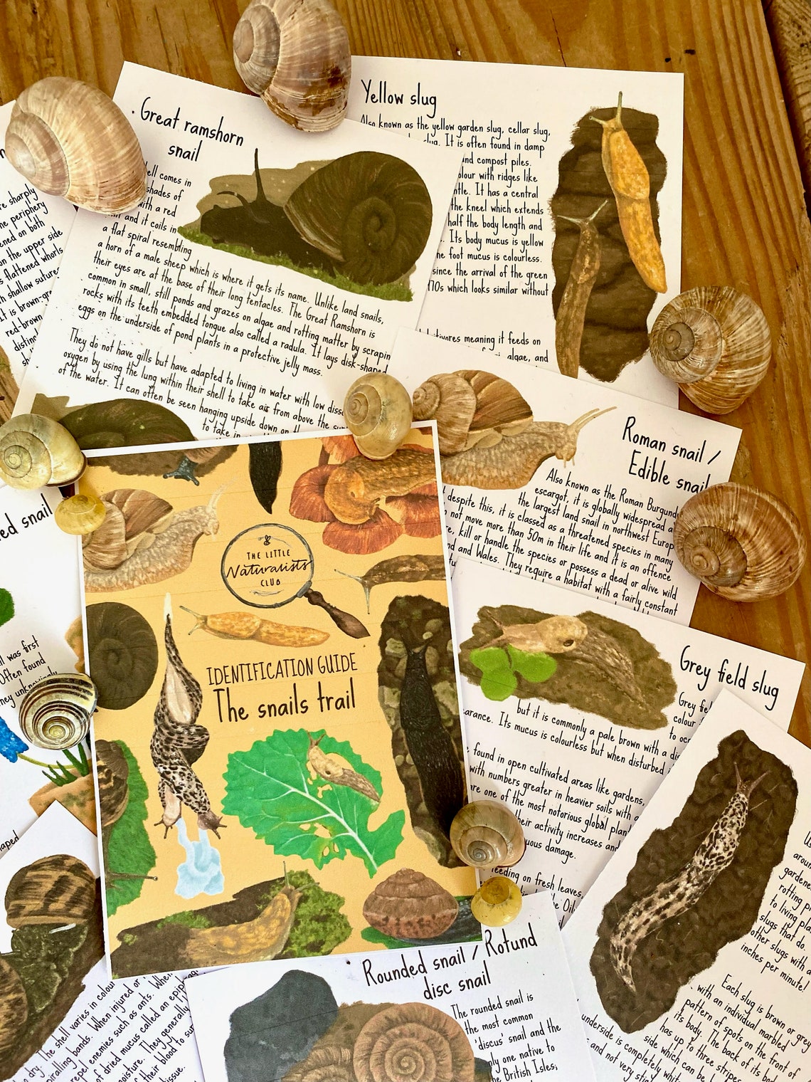 Slugs & Snails Wildlife Identification Cards / Booklet, Snail Unit ...