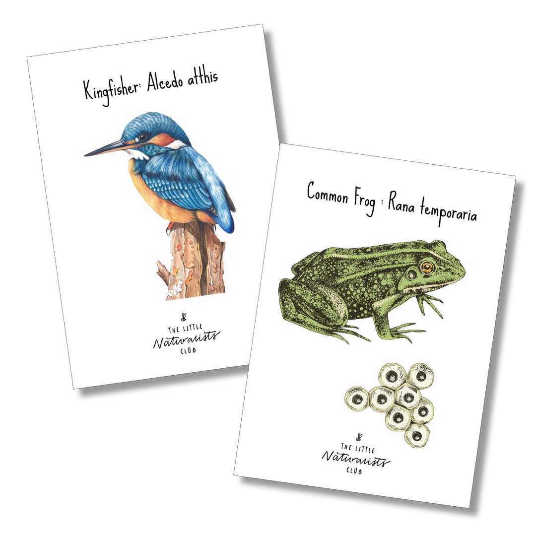 Pond Unit Study, Spring Printable, Frog Unit Study, Pond Learning Pack ...