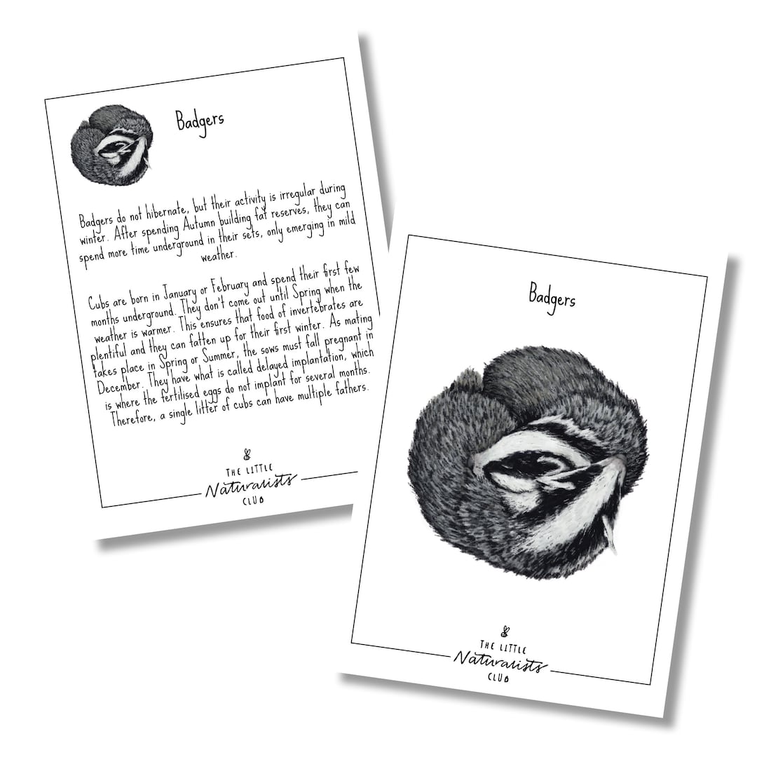 Winter Animal Flash Cards, Hibernation Unit Study, Winter Printable ...