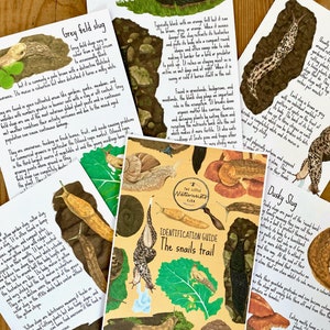 Slugs & Snails Wildlife Identification Cards / Booklet, Snail Unit ...