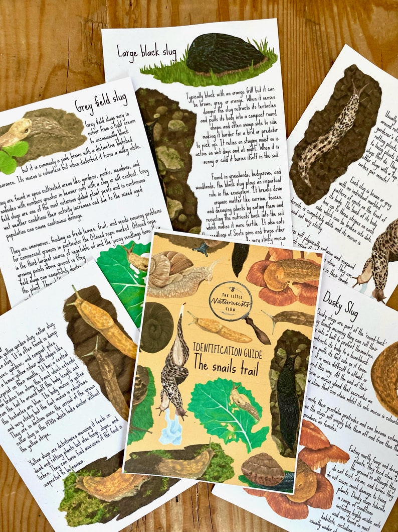 Slugs & Snails Wildlife Identification Cards / Booklet, Snail Unit ...