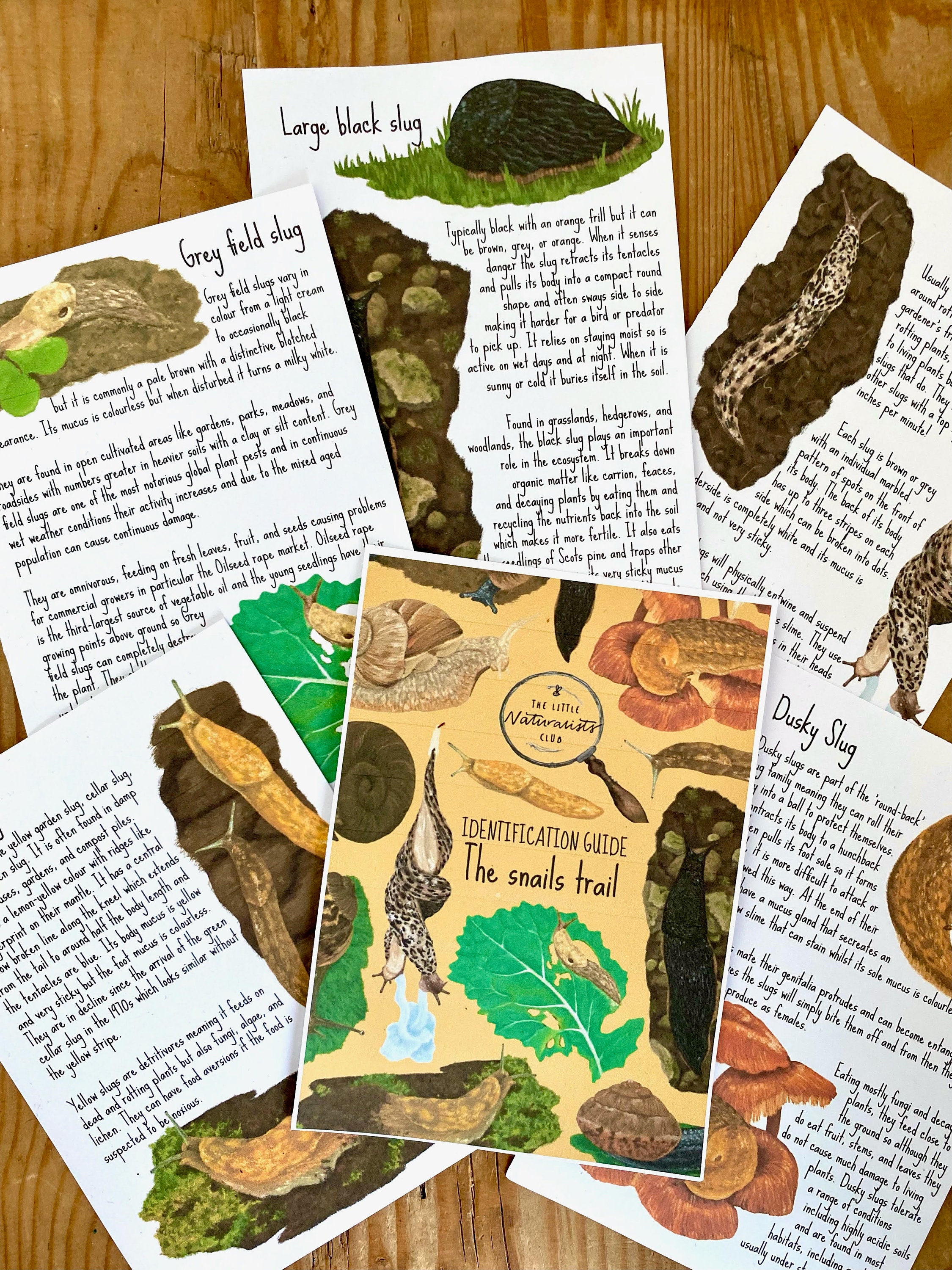 Slugs & Snails Wildlife Identification Cards / Booklet, Snail Unit ...