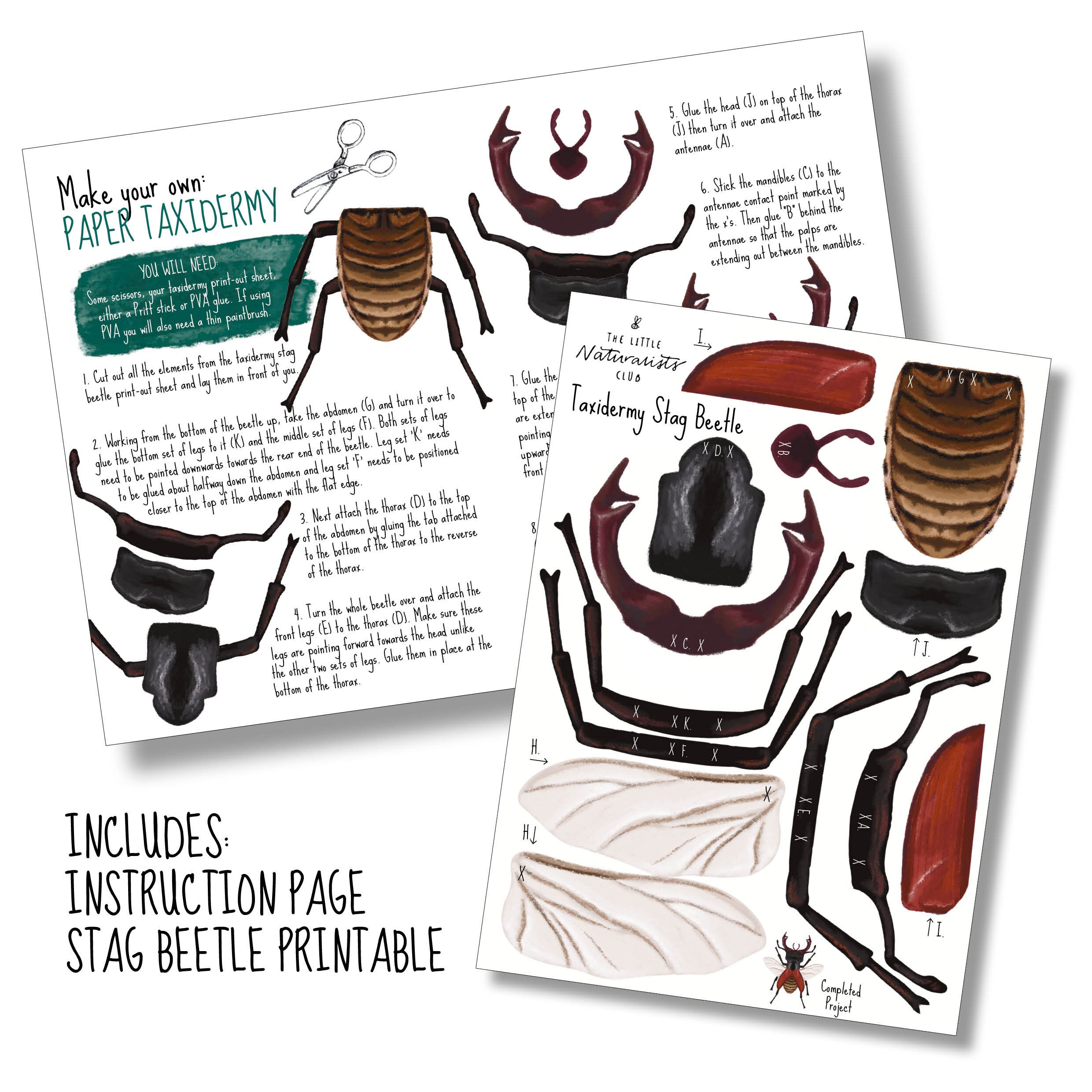 Stag Beetle Paper Taxidermy, Beetle Unit Study, Waldorf Homeschool ...