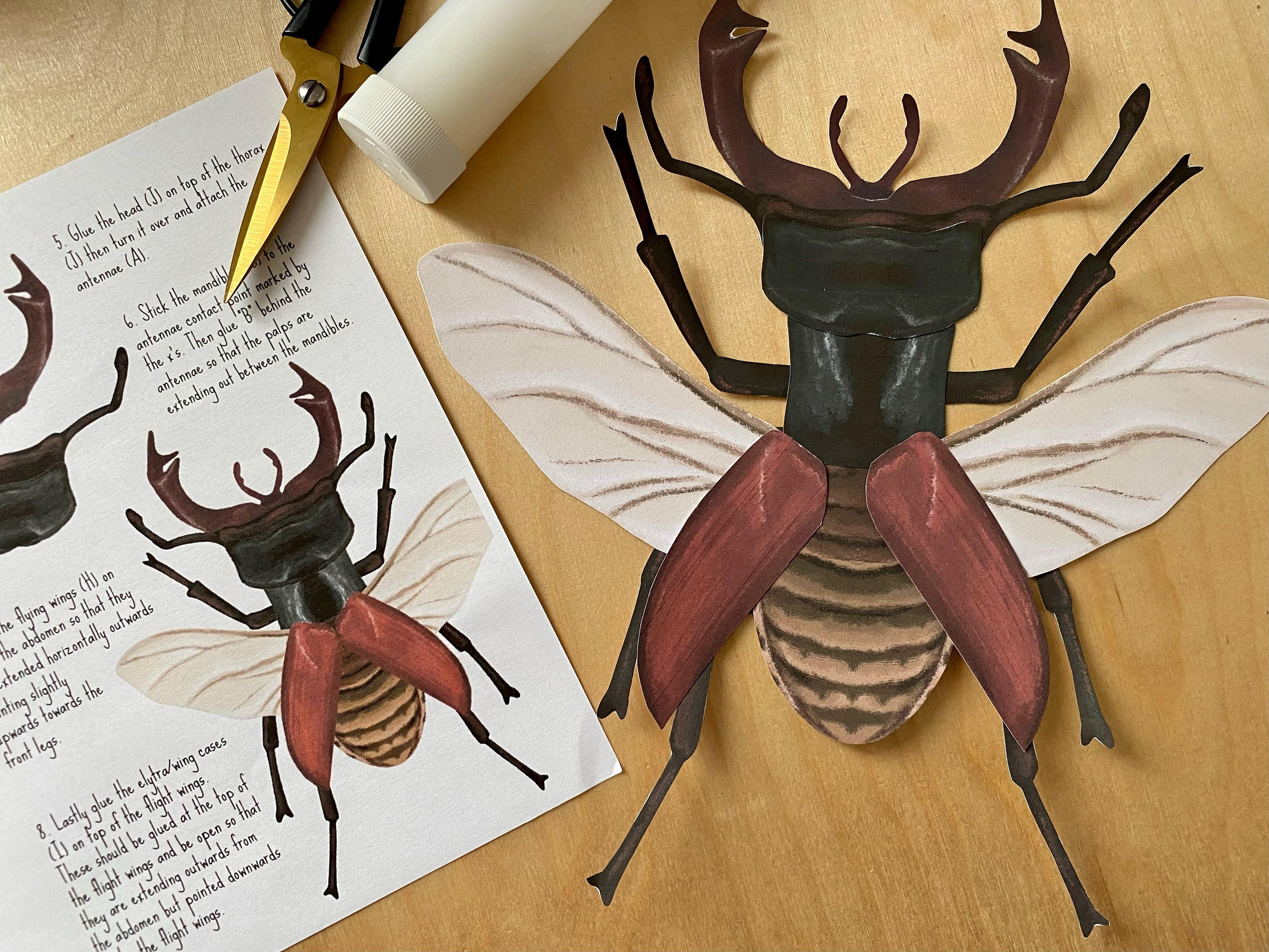 Stag Beetle Paper Taxidermy, Beetle Unit Study, Waldorf Homeschool ...
