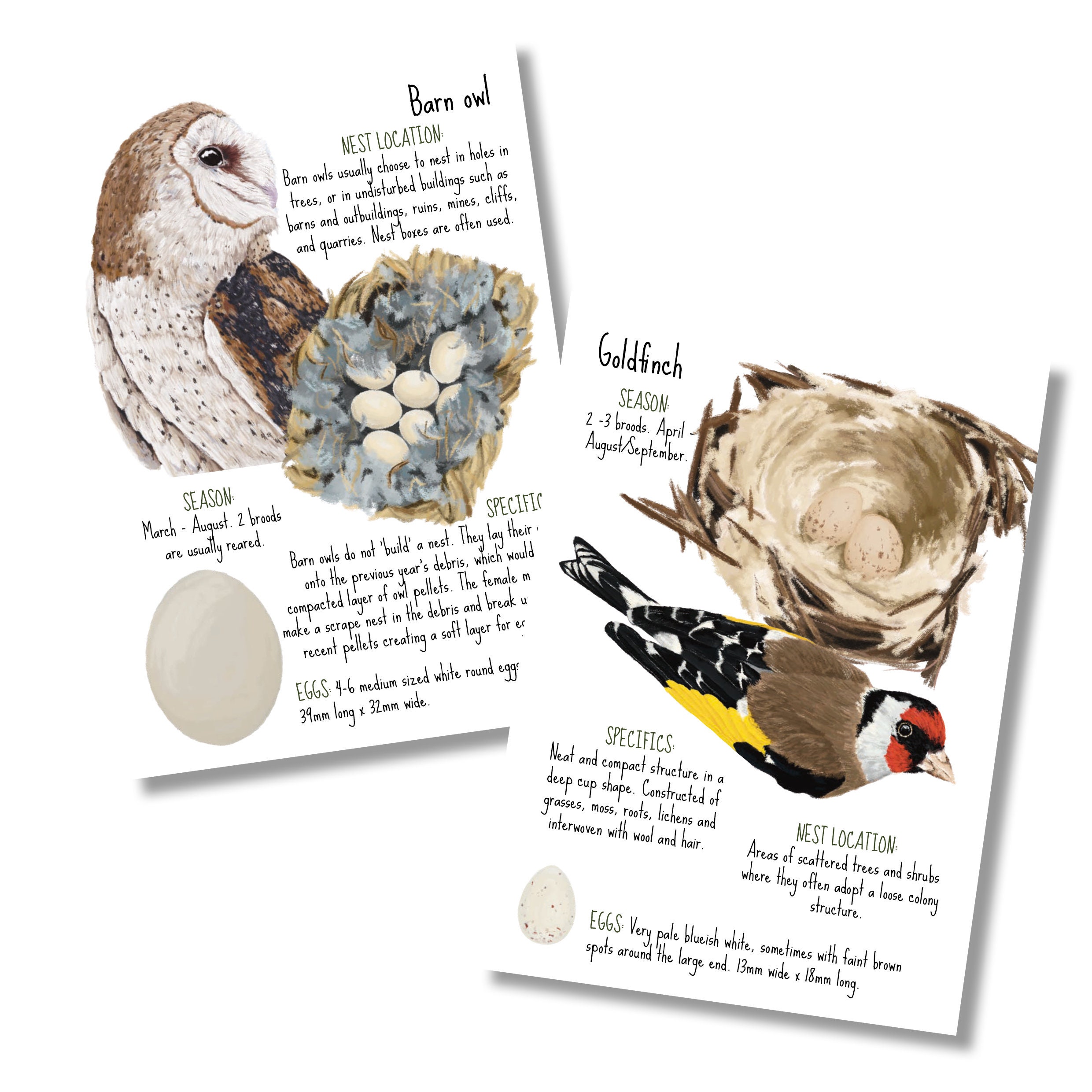 Nesting Birds Identification Cards / Booklet - Etsy