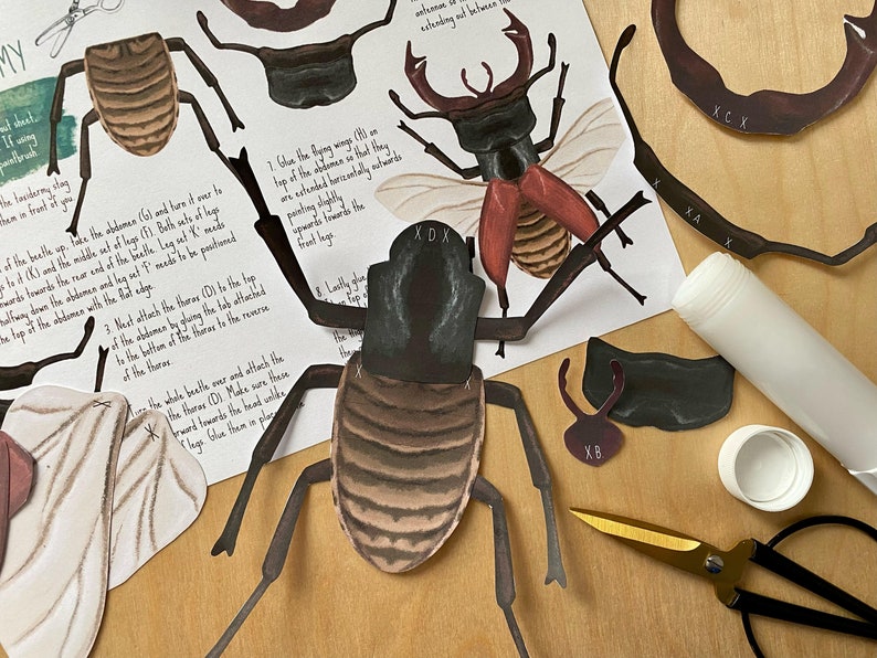 Stag Beetle Paper Taxidermy, Beetle Unit Study, Waldorf Homeschool ...
