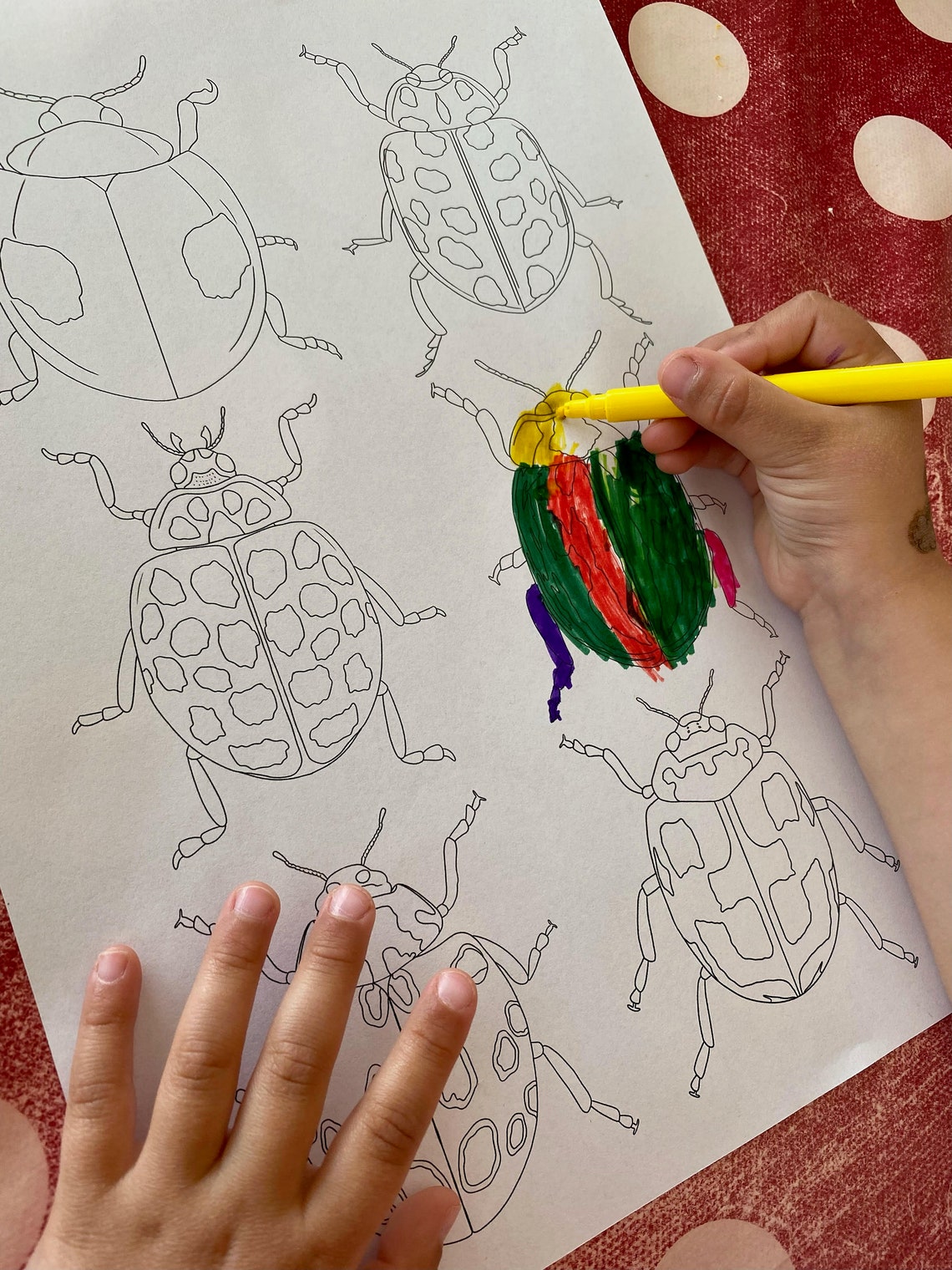 Complete Beetle Unit Study Spring Learning Pack Homeschool - Etsy