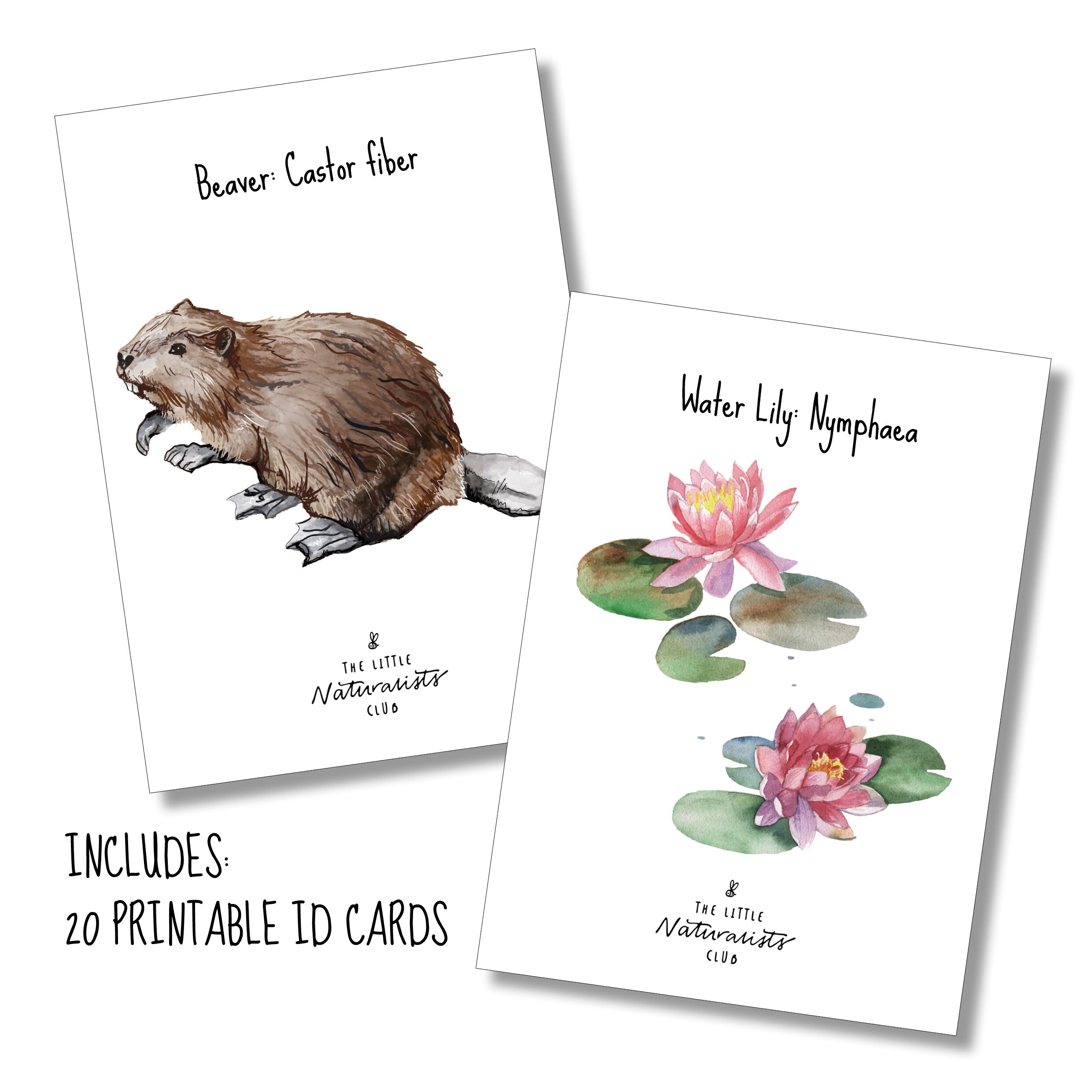 Pond Unit Study, Spring Printable, Frog Unit Study, Pond Learning Pack ...