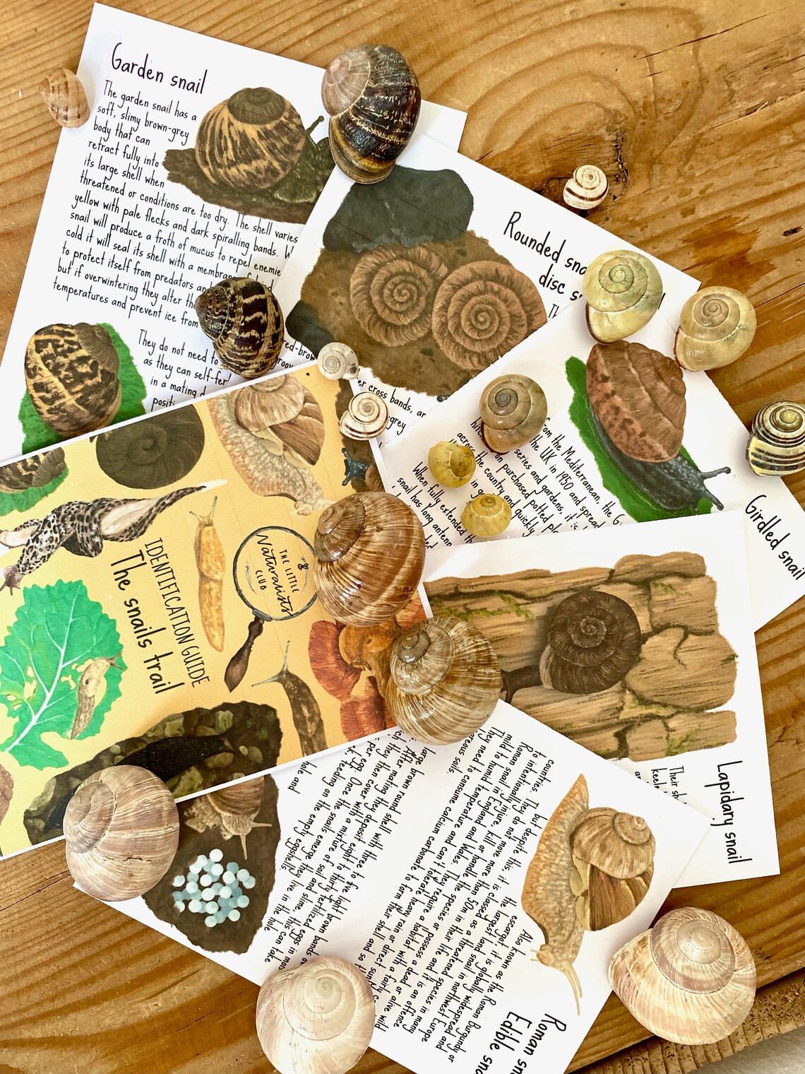 Slugs & Snails Wildlife Identification Cards / Booklet, Snail Unit ...