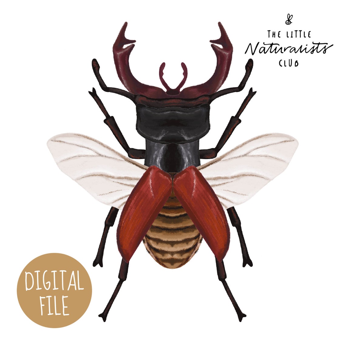 Stag Beetle Paper Taxidermy, Beetle Unit Study, Waldorf Homeschool ...