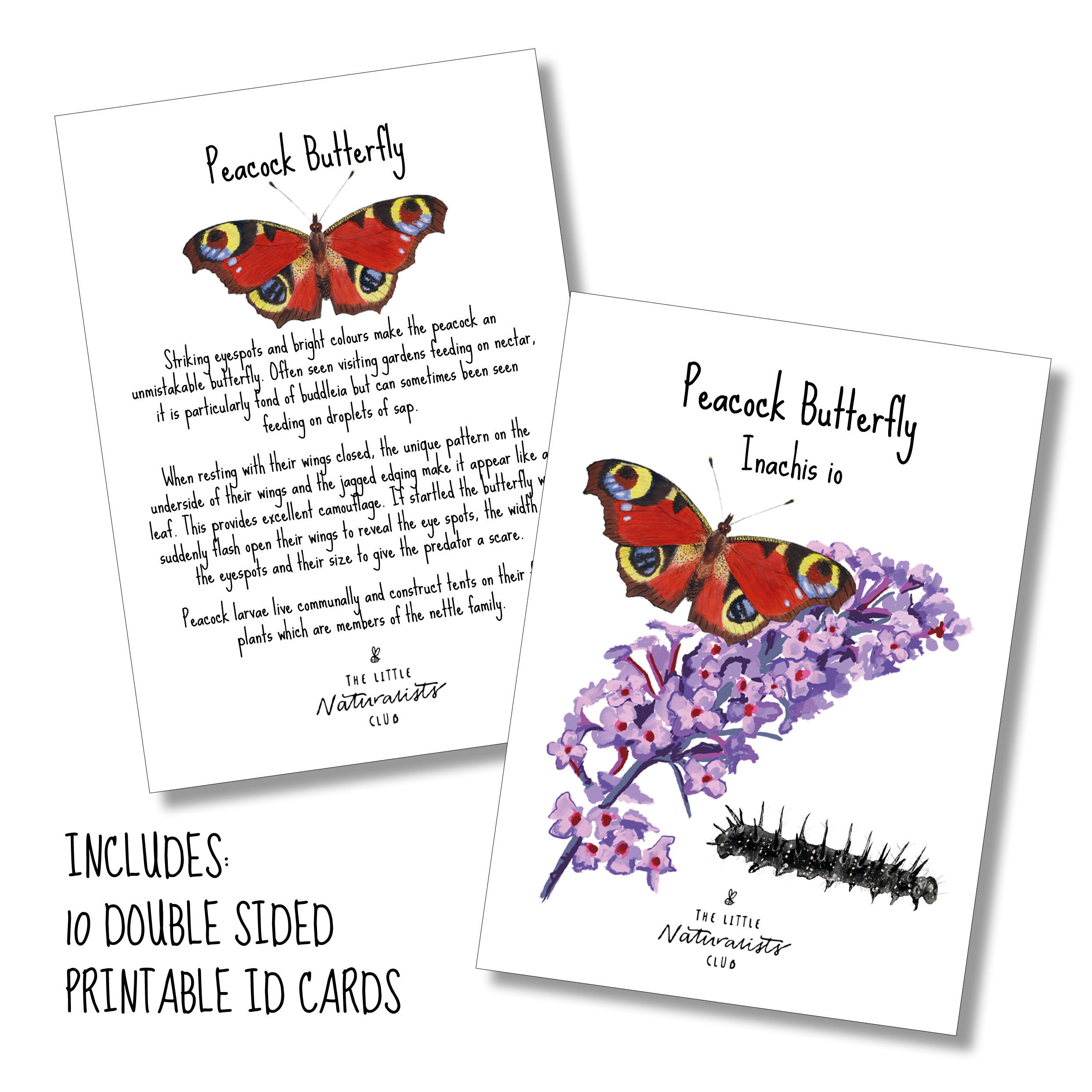 Butterflies Flashcards, Butterfly Unit Study, Spring Activities ...