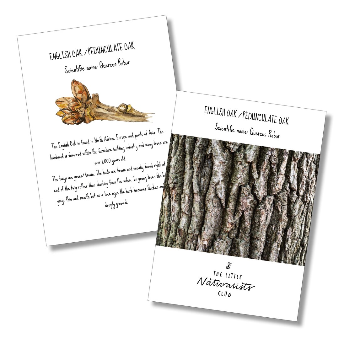 Winter Tree Flashcards, Tree Unit Study, Montessori Cards, Branches ...