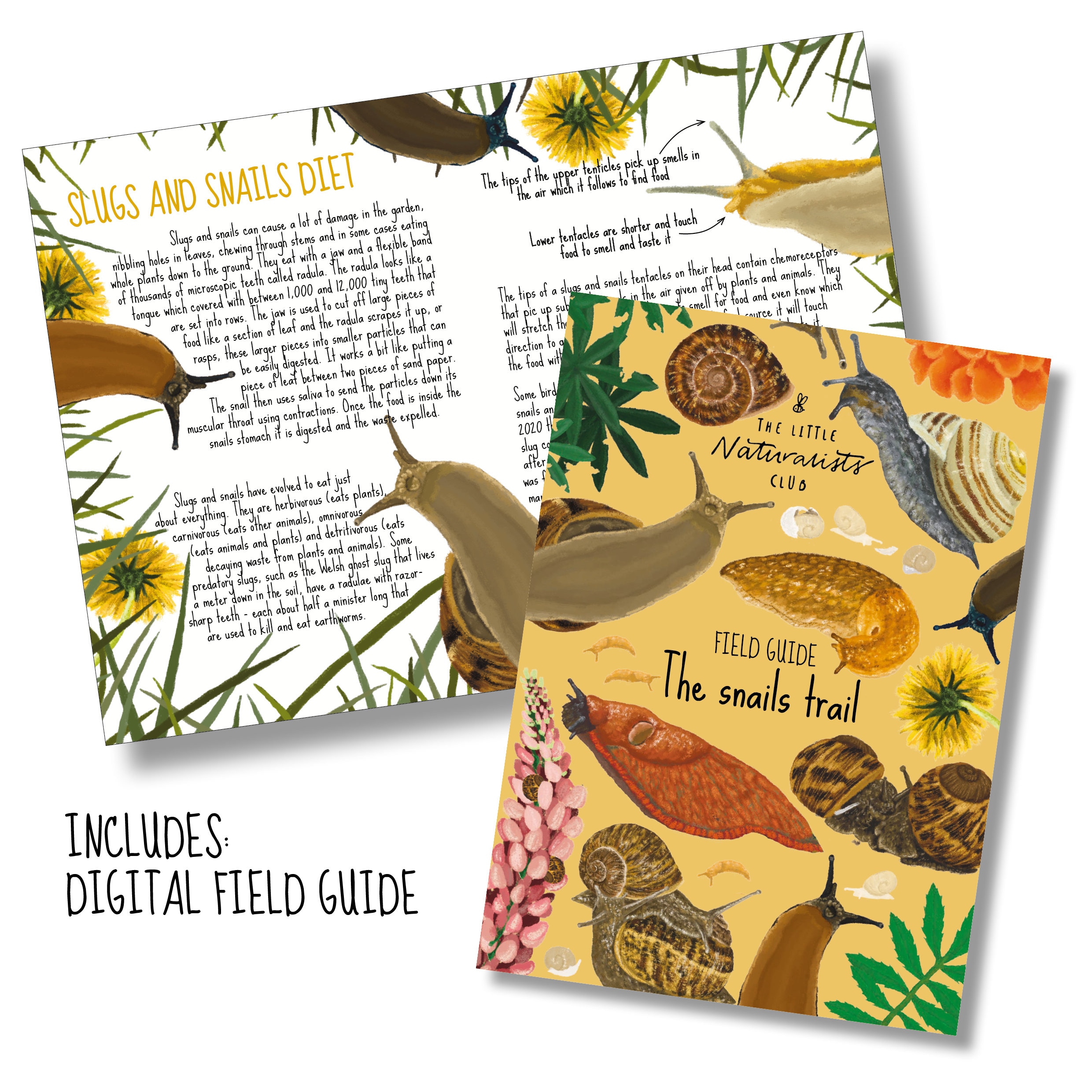 Complete Slugs and Snail Study Unit, Summer Learning Pack, Homeschool ...