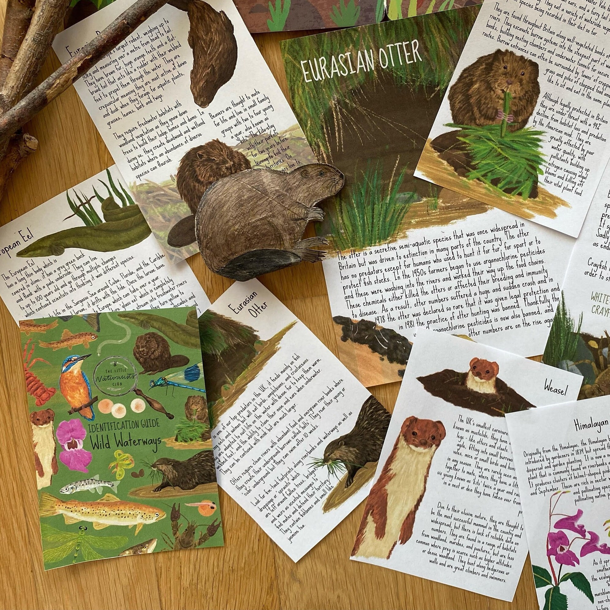 River Wildlife Identification Cards /booklet, Waterways Unit, Summer ...