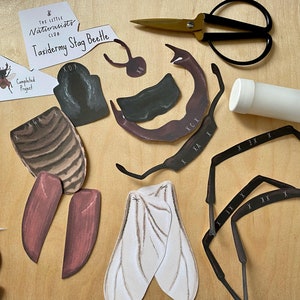 Stag Beetle Paper Taxidermy, Beetle Unit Study, Waldorf Homeschool ...