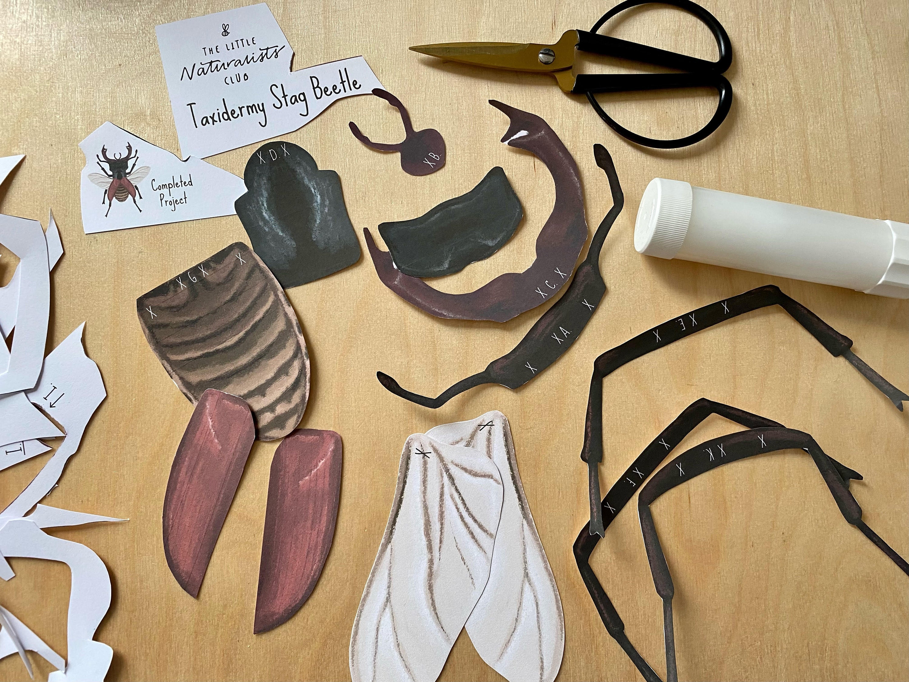 Stag Beetle Paper Taxidermy, Beetle Unit Study, Waldorf Homeschool ...