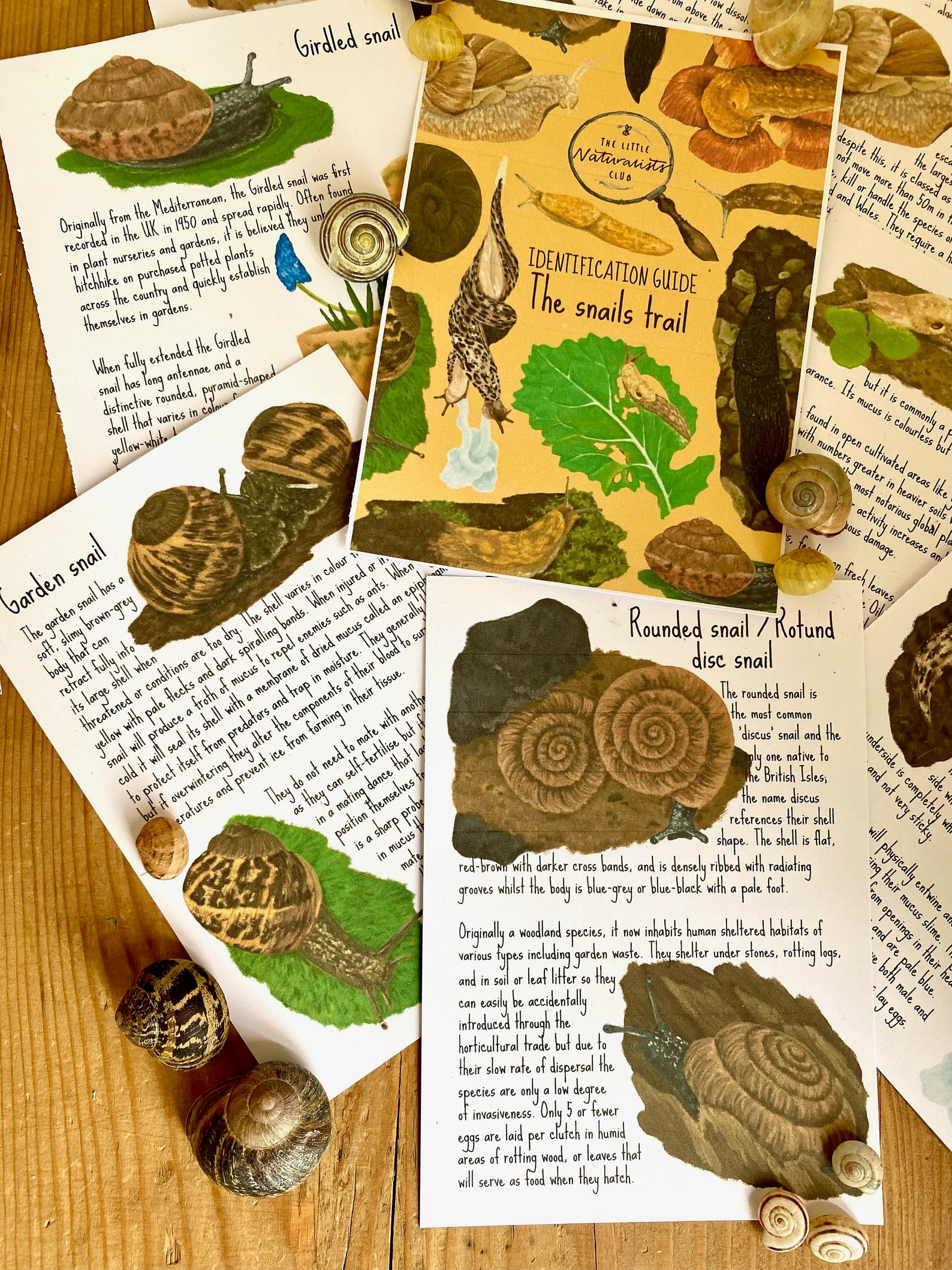 Slugs & Snails Wildlife Identification Cards / Booklet, Snail Unit ...