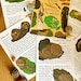 Slugs & Snails Wildlife Identification Cards / Booklet, Snail Unit ...