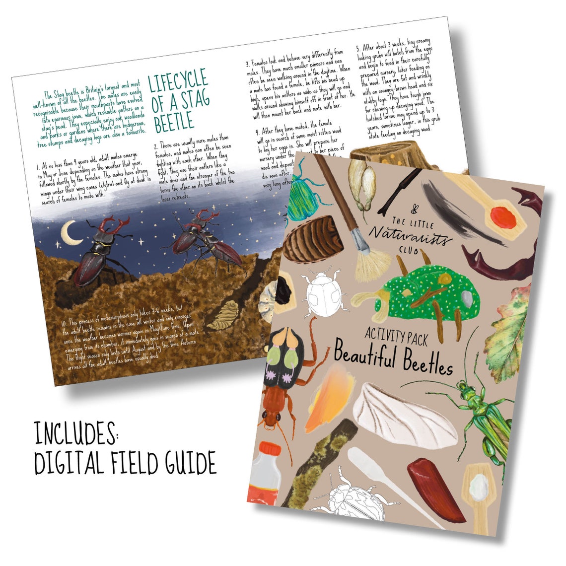 Complete Beetle Unit Study, Spring Learning Pack, Homeschool Bundle ...