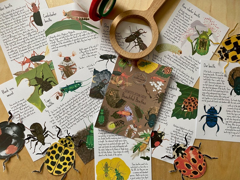 Complete Beetle Unit Study, Spring Learning Pack, Homeschool Bundle ...