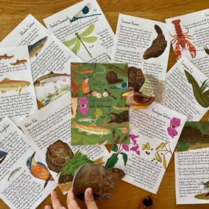 River Wildlife Identification Cards /booklet Waterways Unit - Etsy