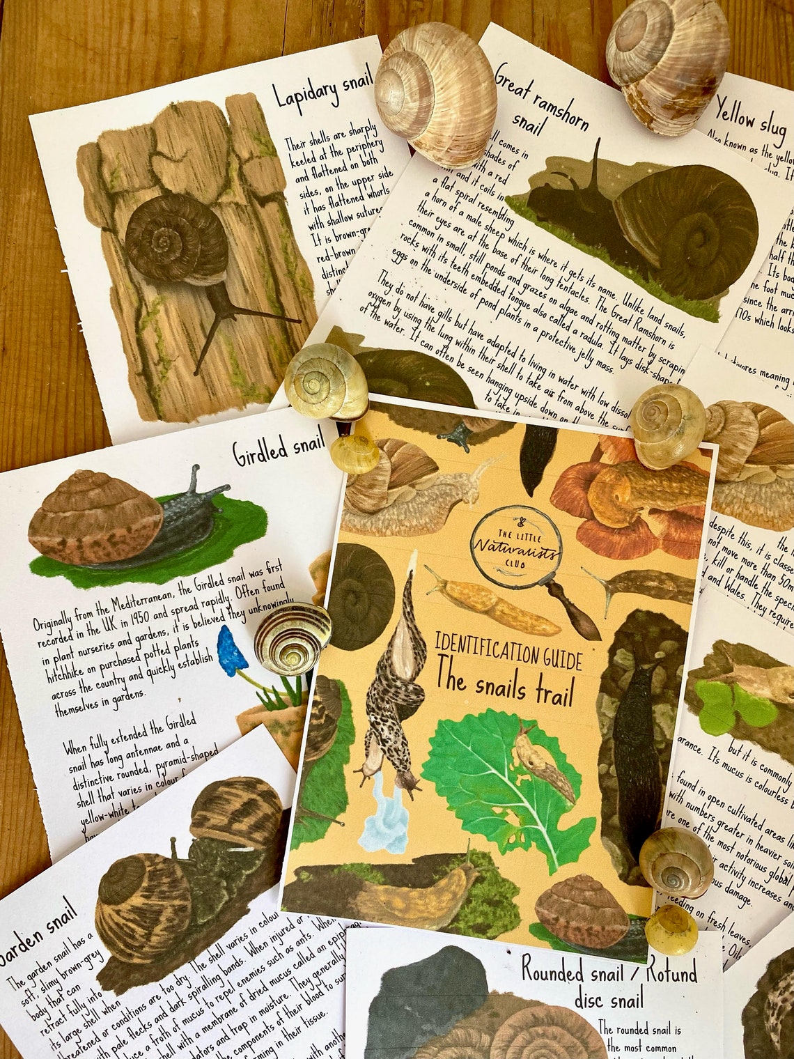Slugs & Snails Wildlife Identification Cards / Booklet, Snail Unit ...