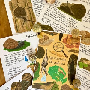 Slugs & Snails Wildlife Identification Cards / Booklet, Snail Unit ...