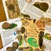 Slugs & Snails Wildlife Identification Cards / Booklet, Snail Unit ...