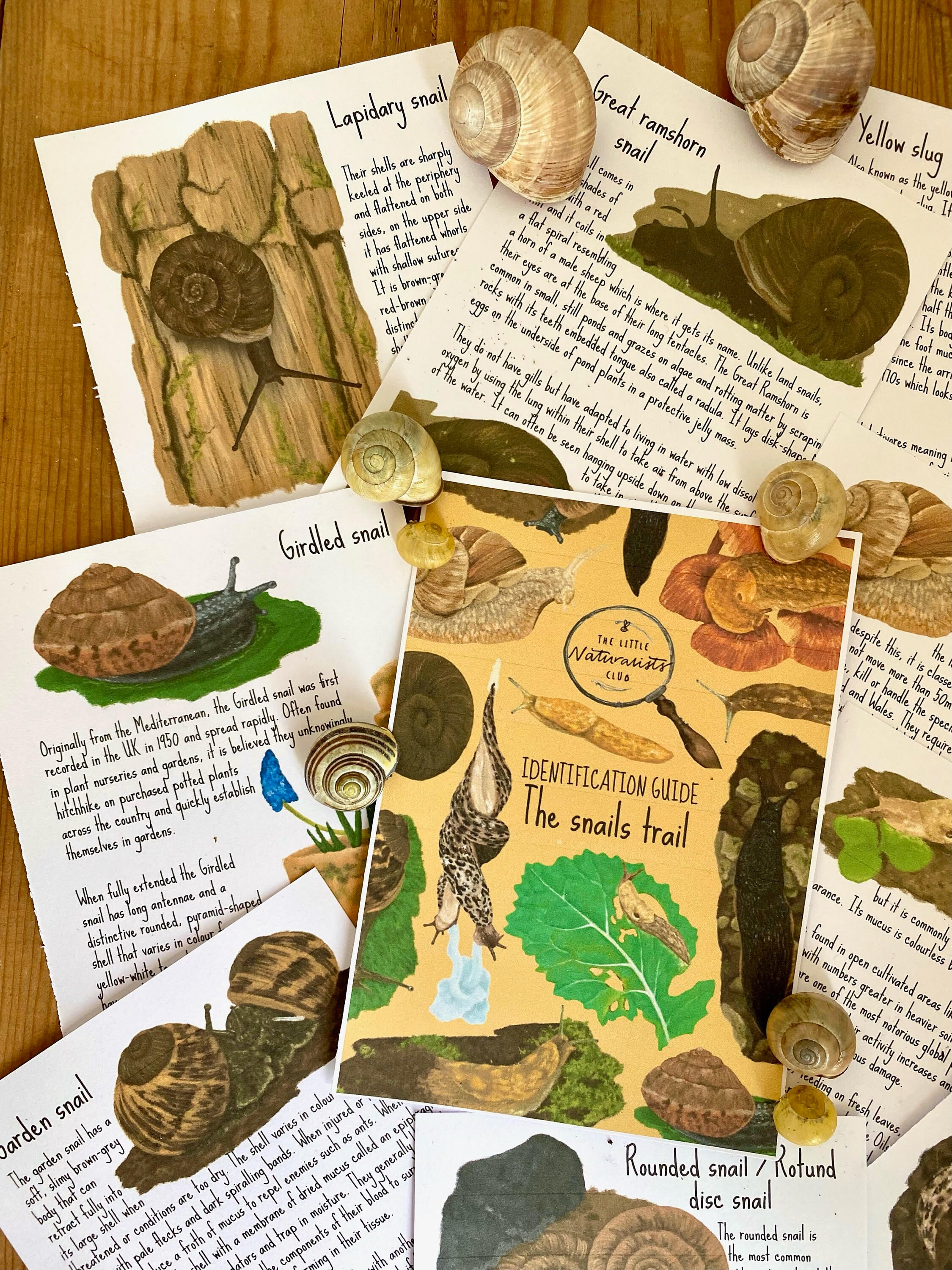 Slugs & Snails Wildlife Identification Cards / Booklet, Snail Unit ...