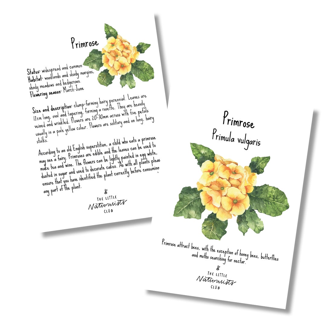 Wildflower Study, Spring Printable, Flower Identification Cards ...