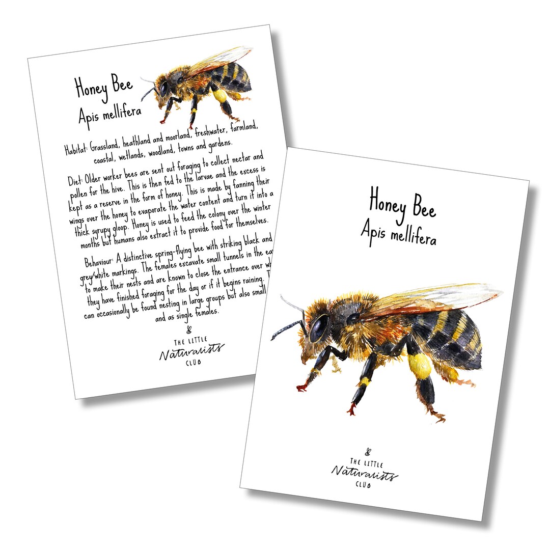 Bee Flashcards, Bee Unit Study, Spring Learning Pack, Honey Bee ...