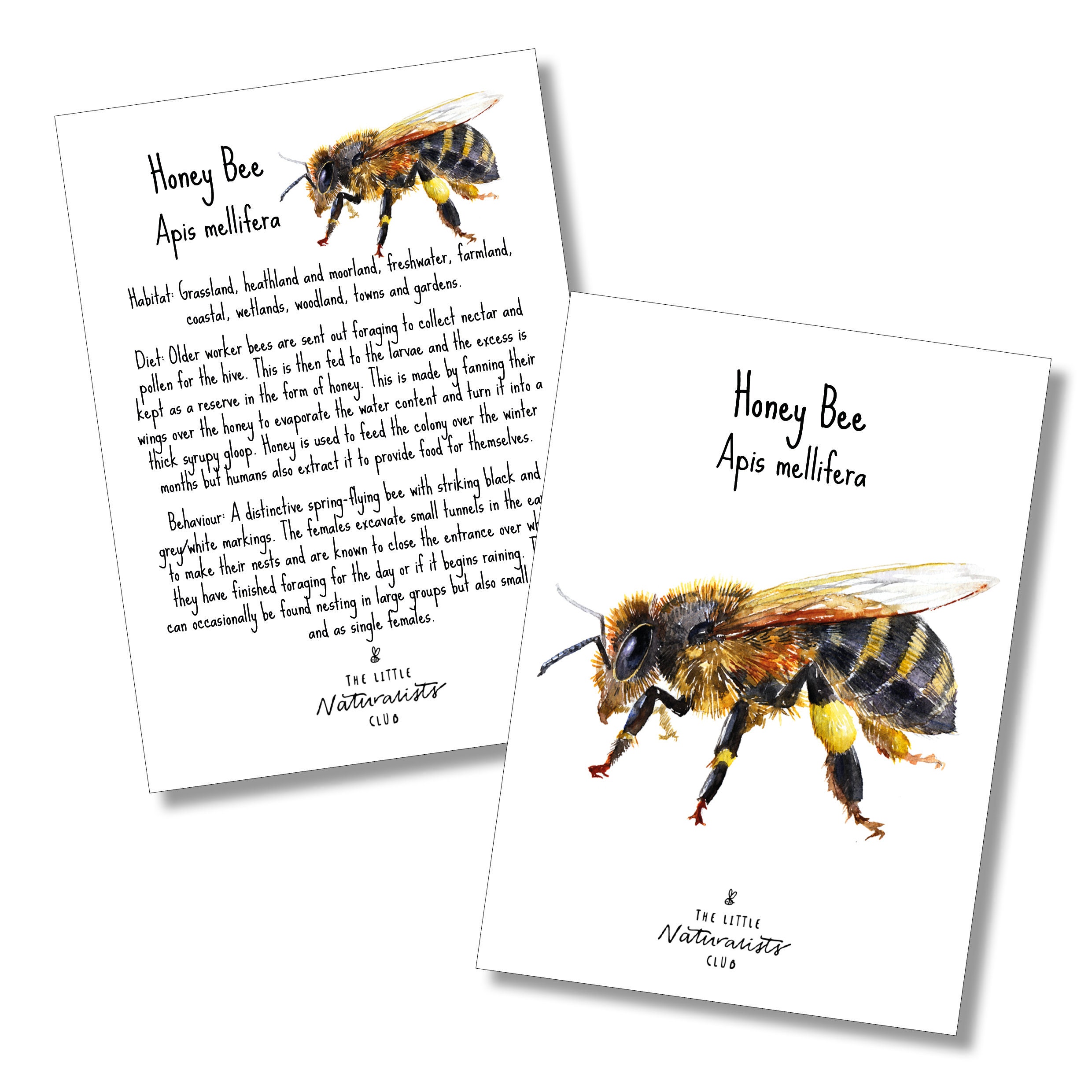 Bee Flashcards, Bee Unit Study, Spring Learning Pack, Honey Bee ...