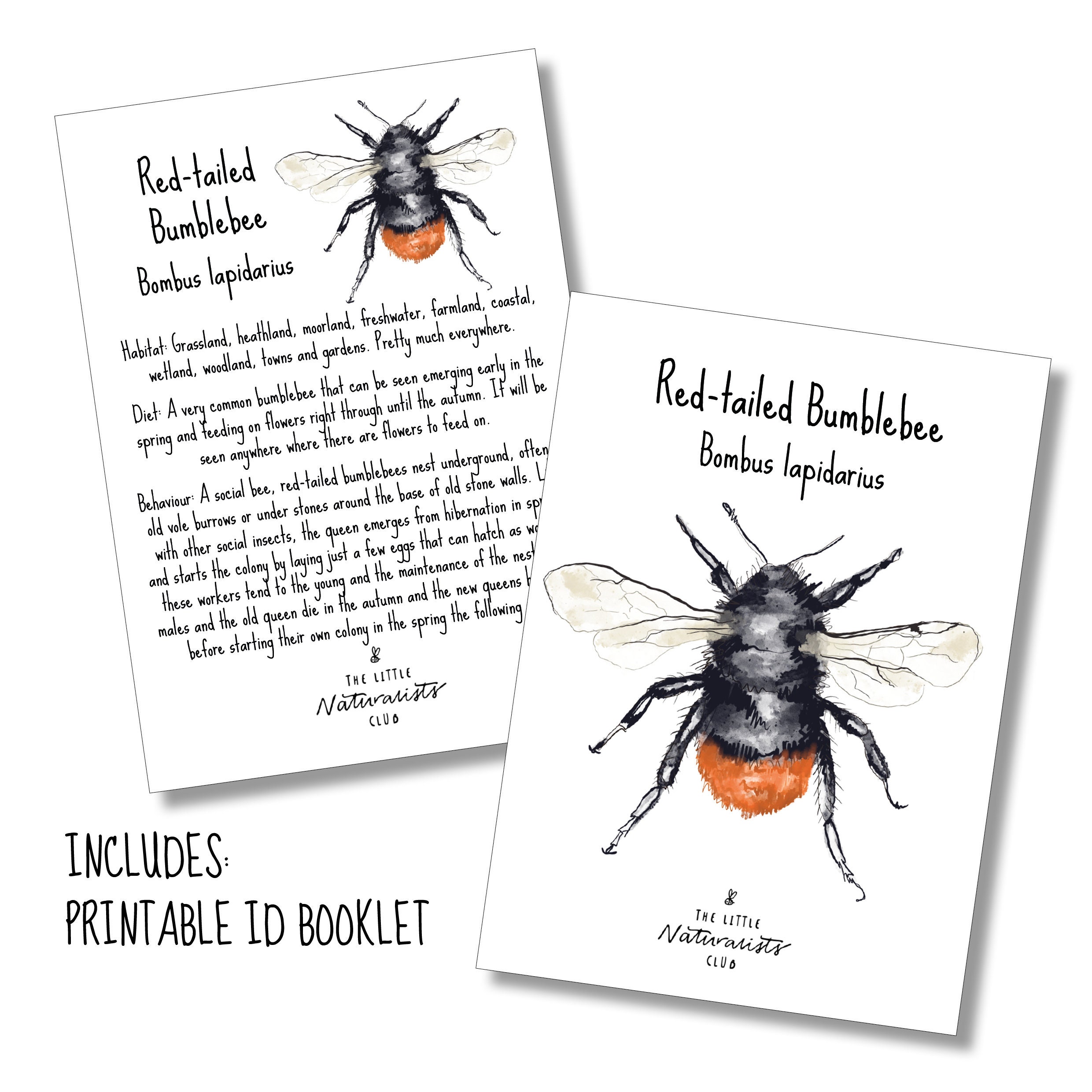 Complete Bee Unit Study, Spring Learning Pack, Bee Life Cycle, Bee ...