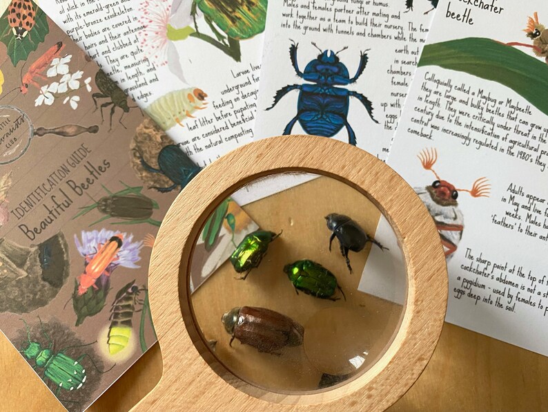 Beetle Identification Cards /booklet, Spring Printable, Insect ...