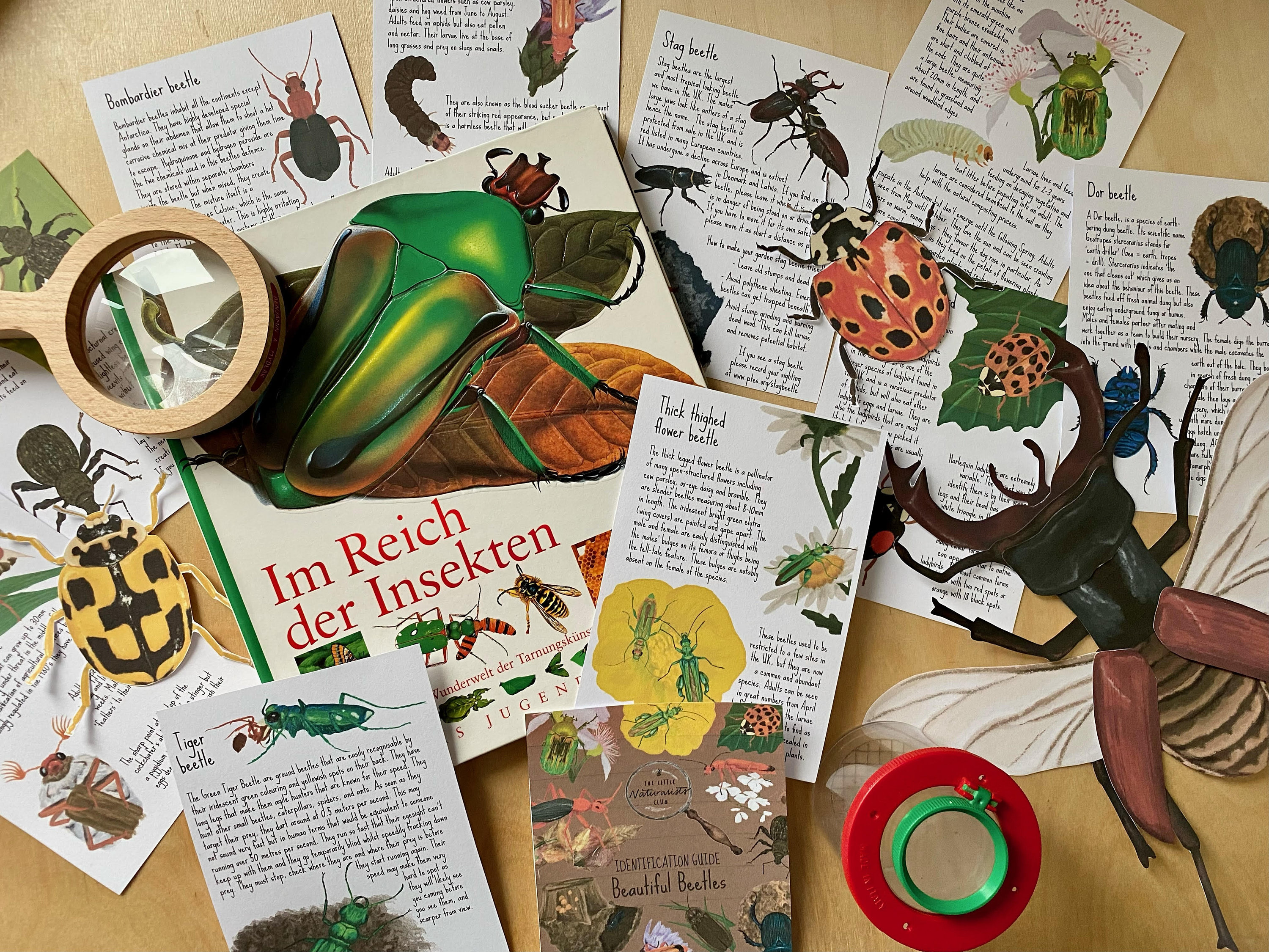 Beetle Identification Cards /booklet, Spring Printable, Insect ...