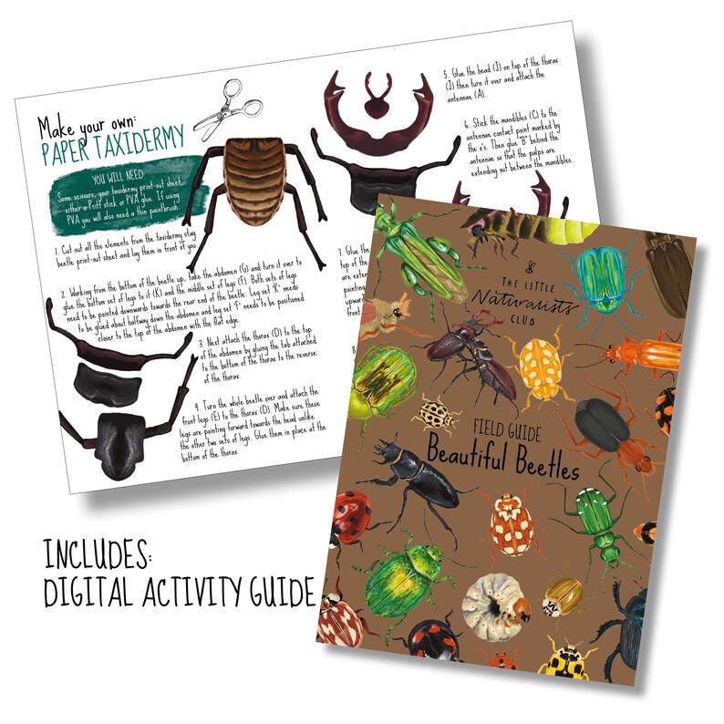 Complete Beetle Unit Study, Spring Learning Pack, Homeschool Bundle ...