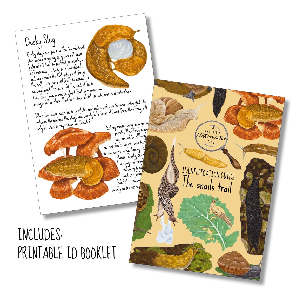 Slugs & Snails Wildlife Identification Cards / Booklet, Snail Unit ...