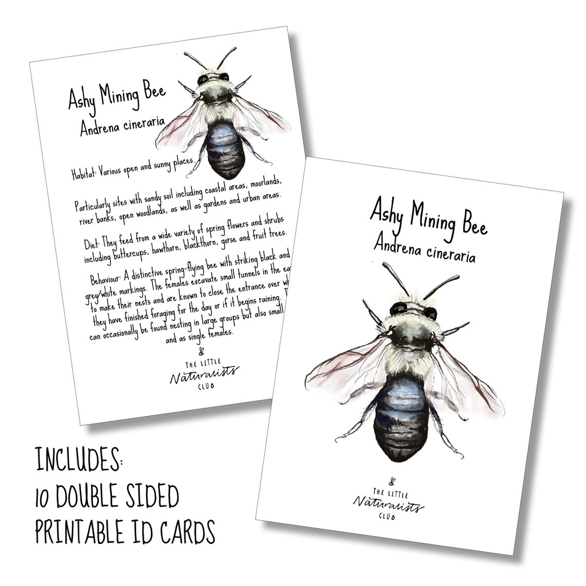 Bee Flashcards, Bee Unit Study, Spring Learning Pack, Honey Bee ...