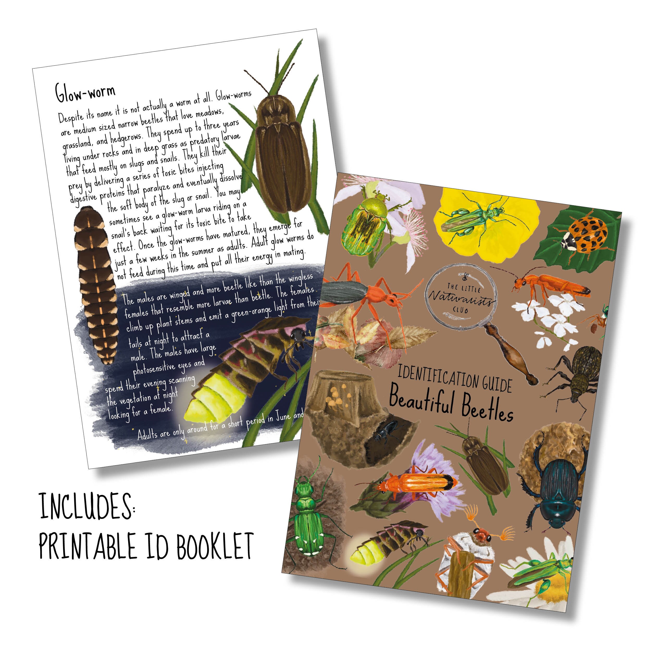 Beetle Identification Cards /booklet Spring Printable Insect | Etsy