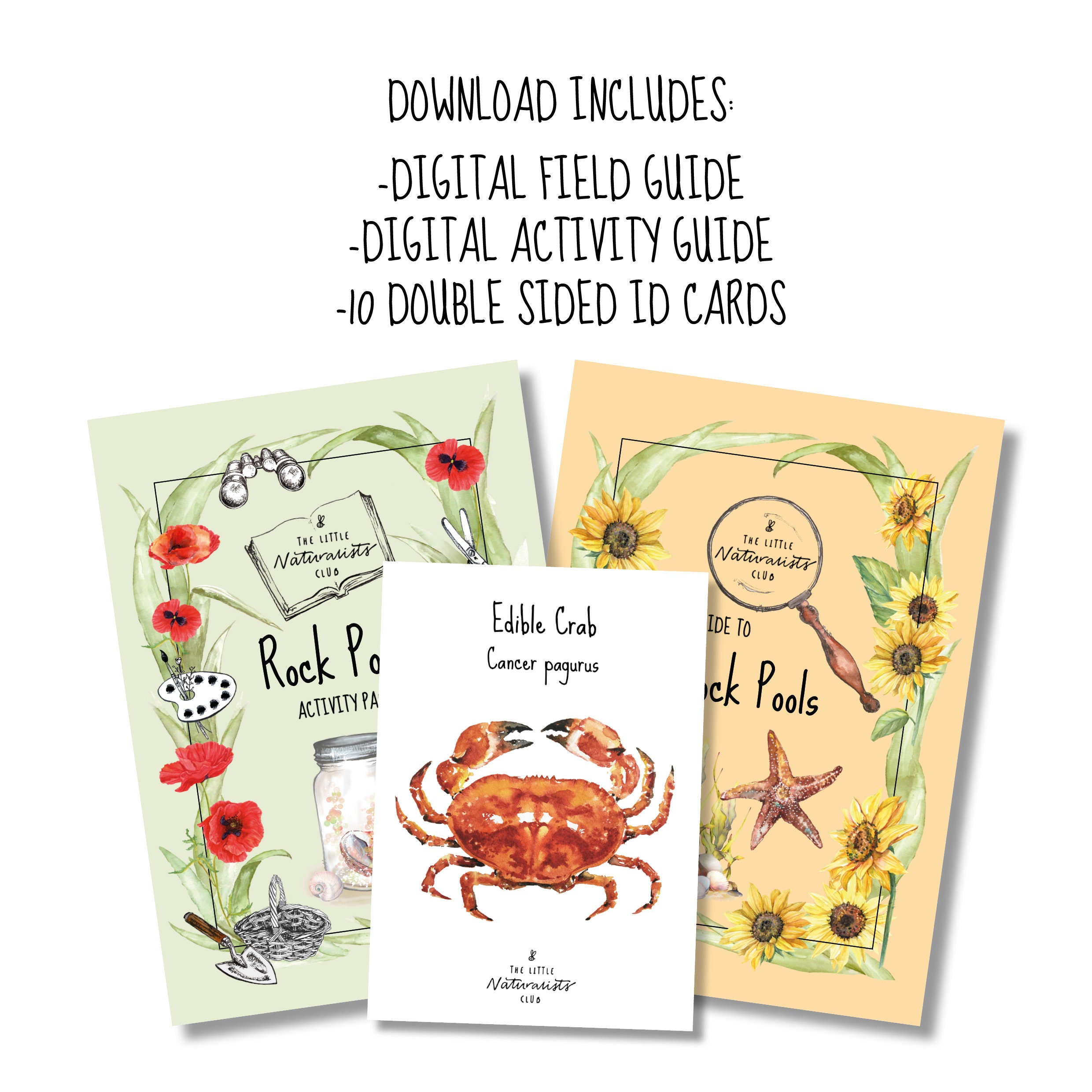 Complete Rockpool Unit Study, Wildlife Learning, Coastal Wildlife ...