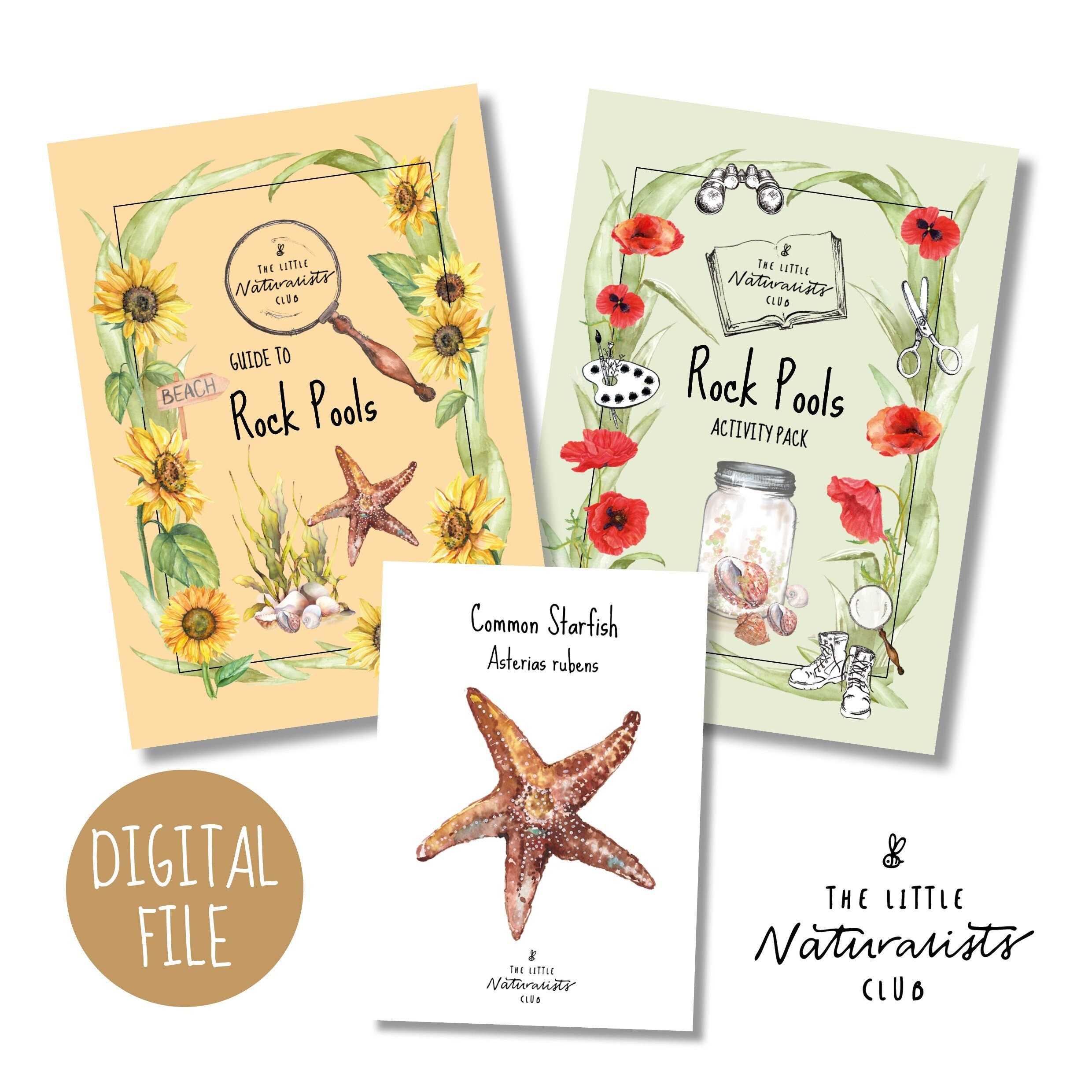 Complete Rockpool Unit Study, Wildlife Learning, Coastal Wildlife ...