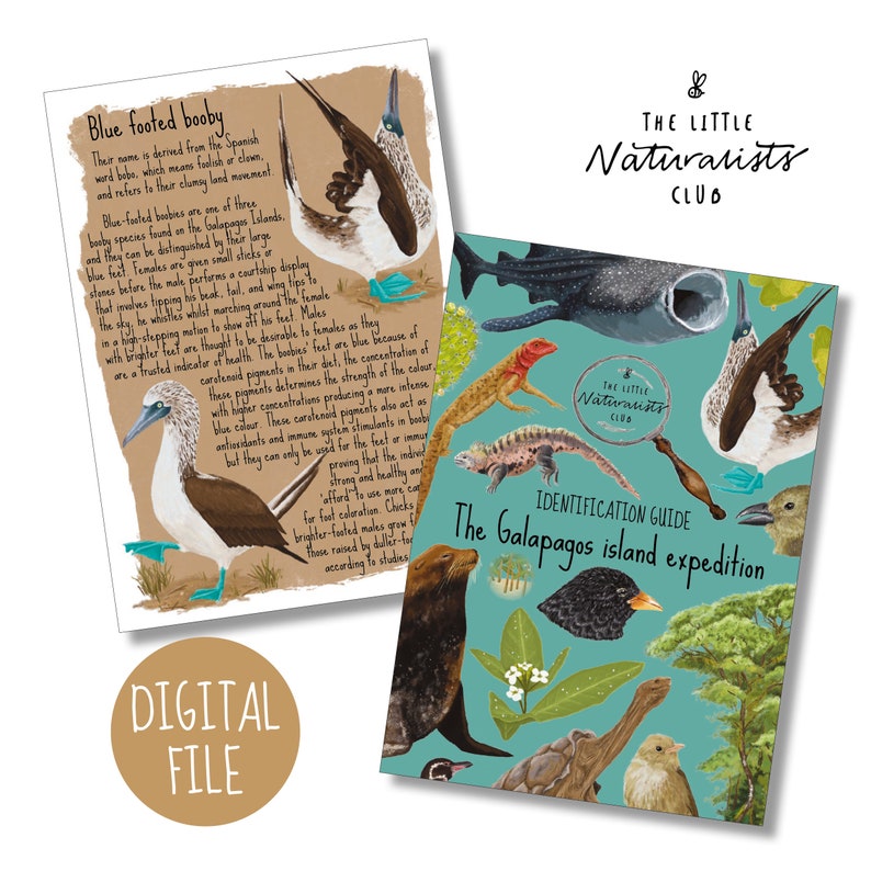 Galapagos Identification Cards / Booklet, Geography Unit, Wildlife ...
