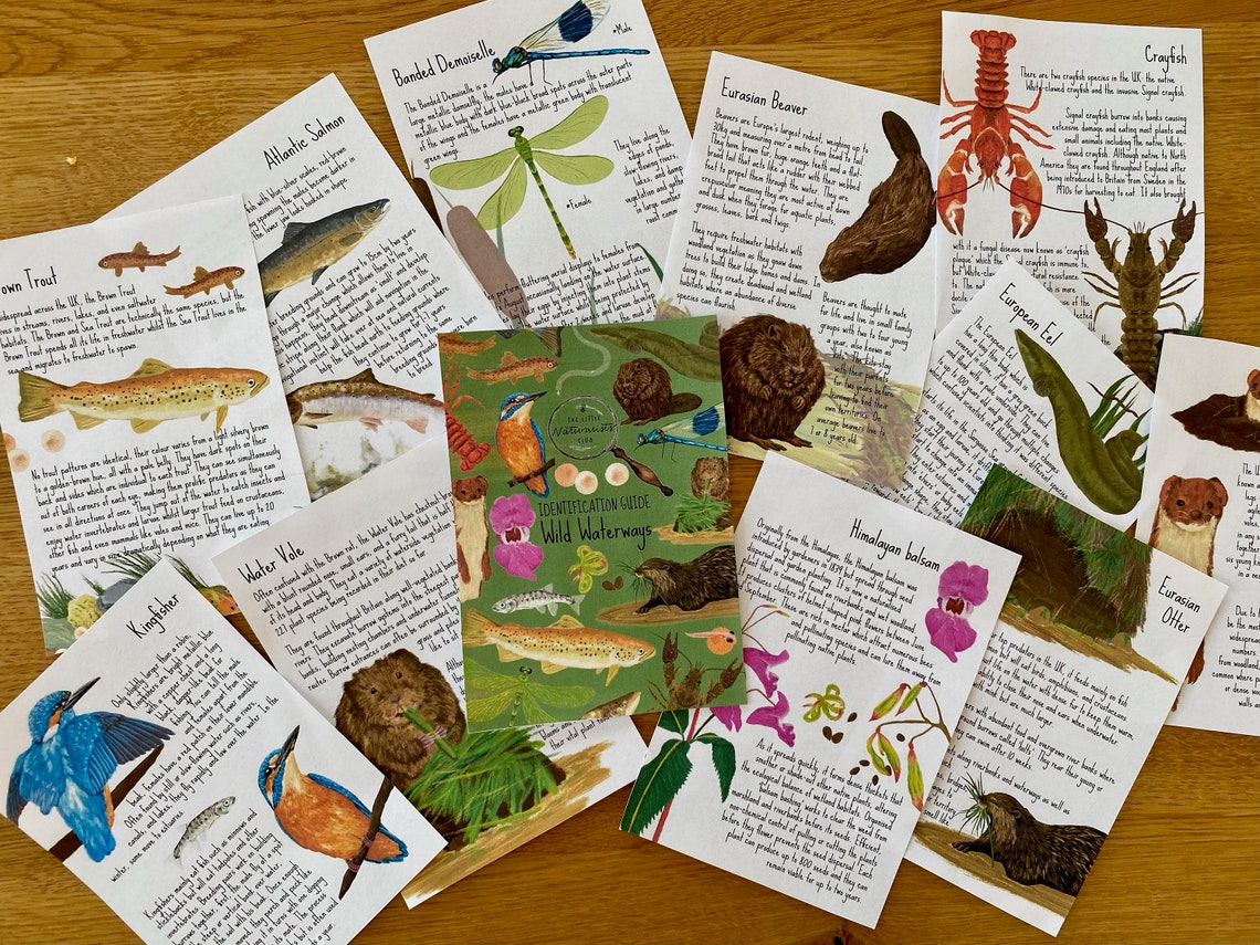 River Wildlife Identification Cards /booklet, Waterways Unit, Summer ...