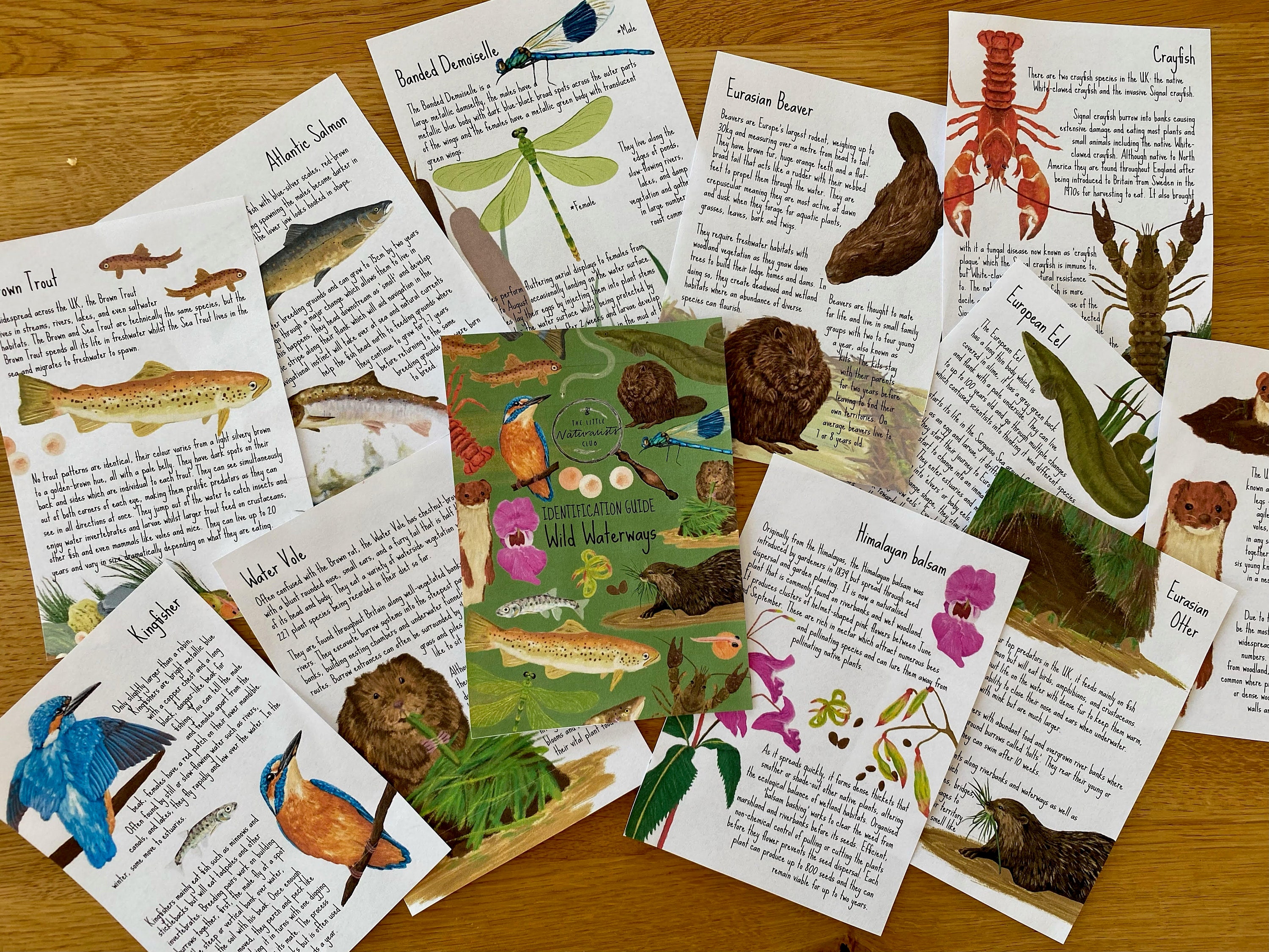 River Ecosystem Project Ideas