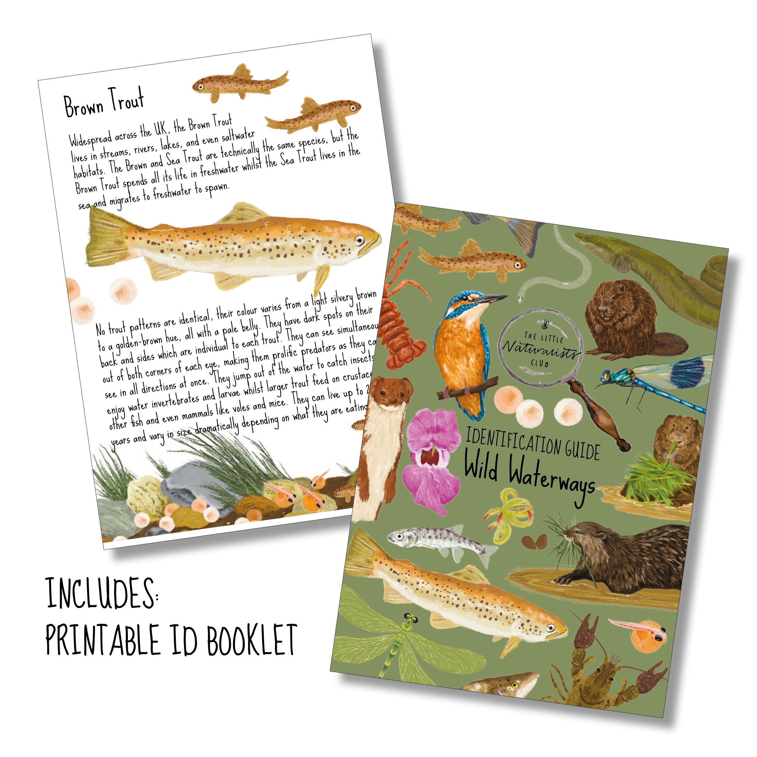 River Wildlife Identification Cards /booklet Waterways Unit - Etsy