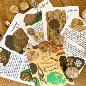 Slugs & Snails Wildlife Identification Cards / Booklet, Snail Unit ...