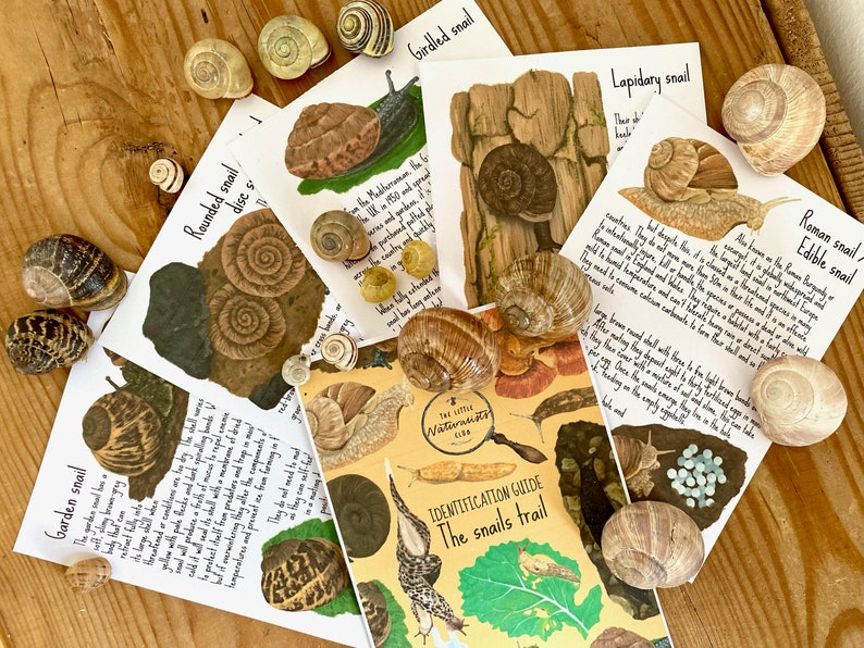 Slugs & Snails Wildlife Identification Cards / Booklet, Snail Unit ...