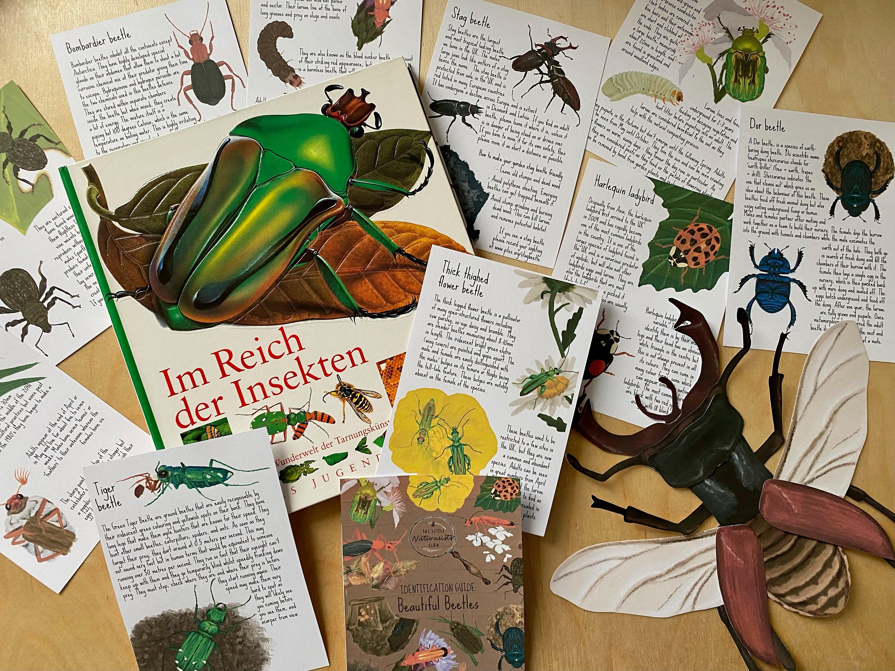 Beetle Identification Cards /booklet Spring Printable Insect | Etsy