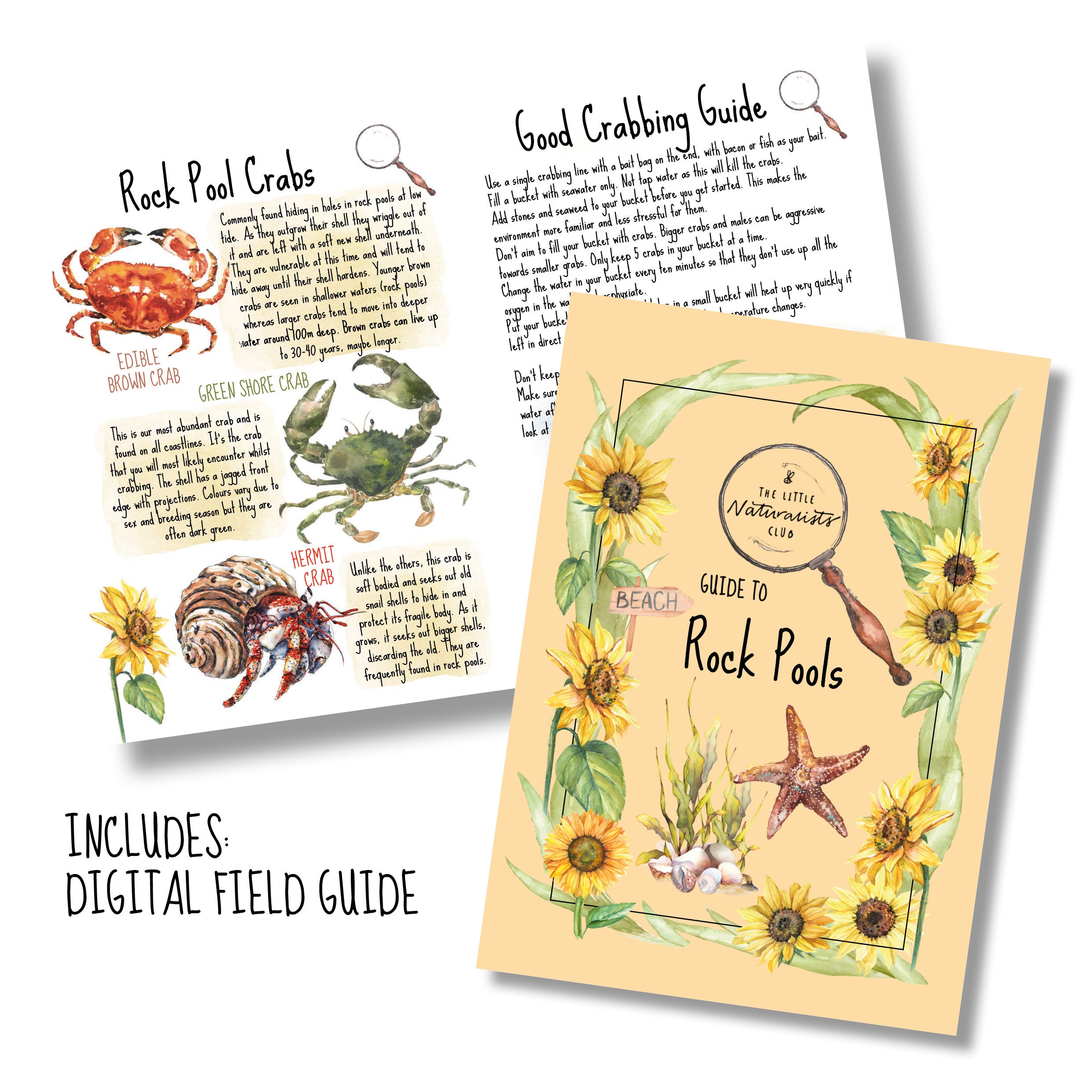 Complete Rockpool Unit Study, Wildlife Learning, Coastal Wildlife ...